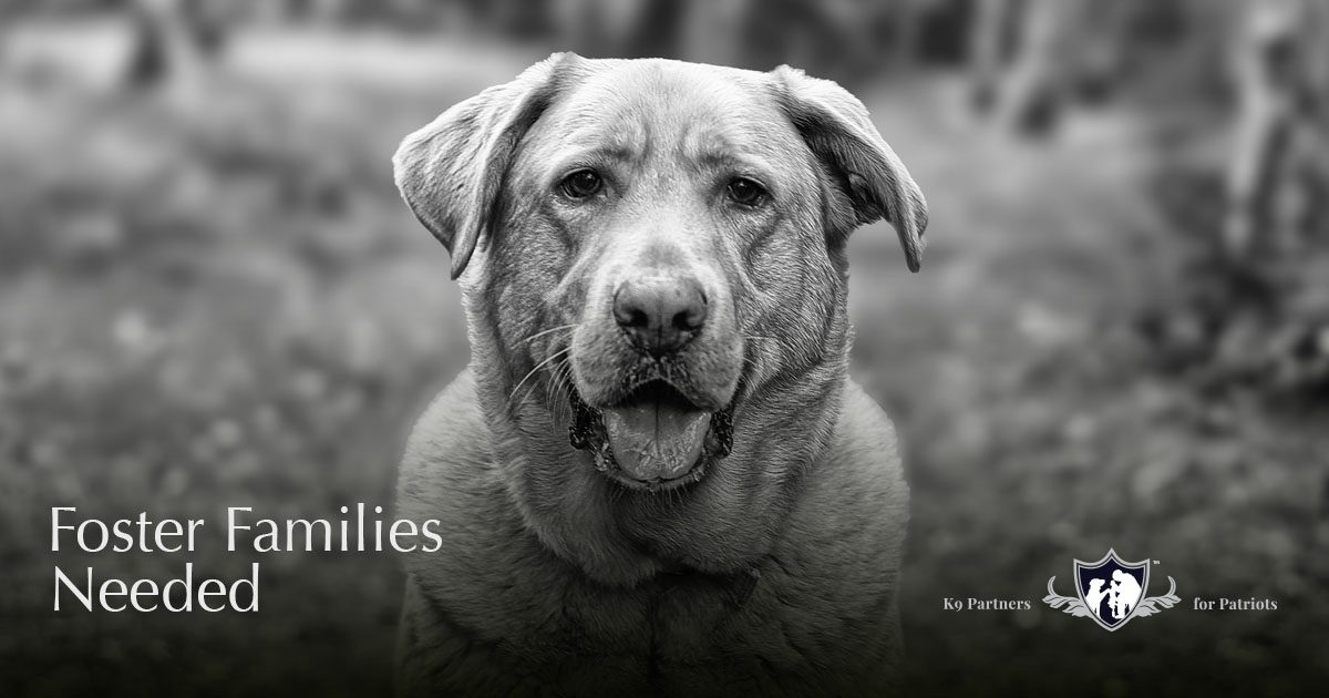 Foster Care Program | Service Dogs for Veterans with PTSD, TBI, MST K9 ...