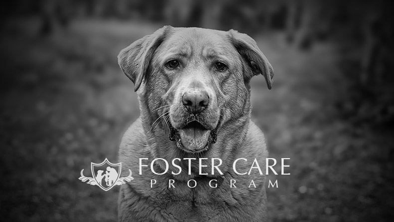 Service Dog Training Program for Veterans with PTSD - K9 Partners for ...