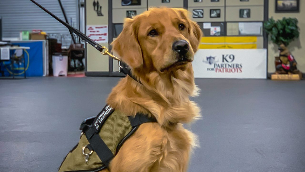 5 Things All Businesses Should Know About Service Dogs - K9 Partners ...