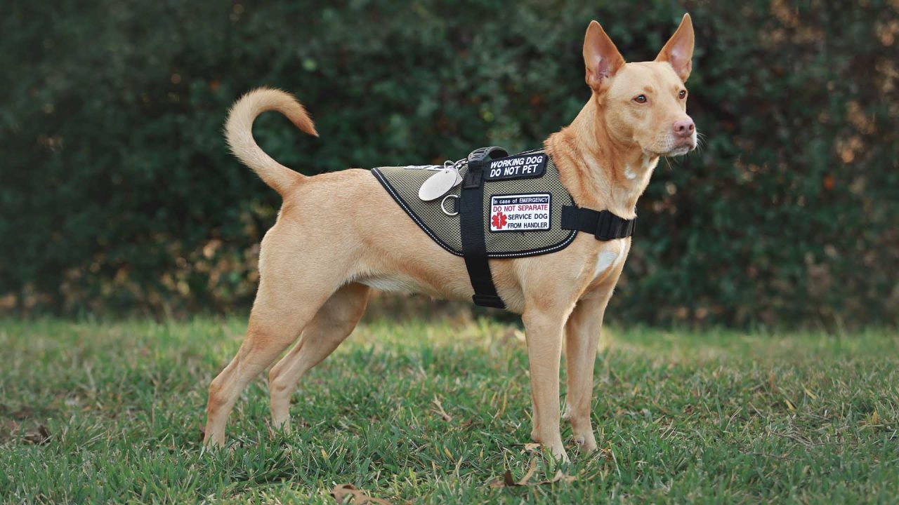 What is a Service Dog? - K9 Partners for Patriots