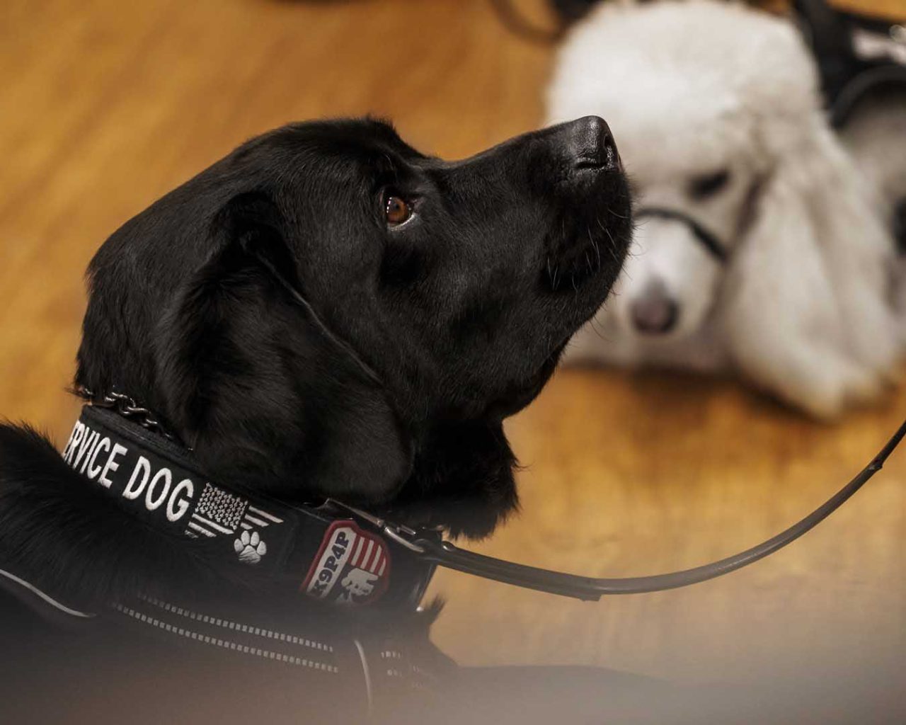 Donate - Service Dogs for Veterans