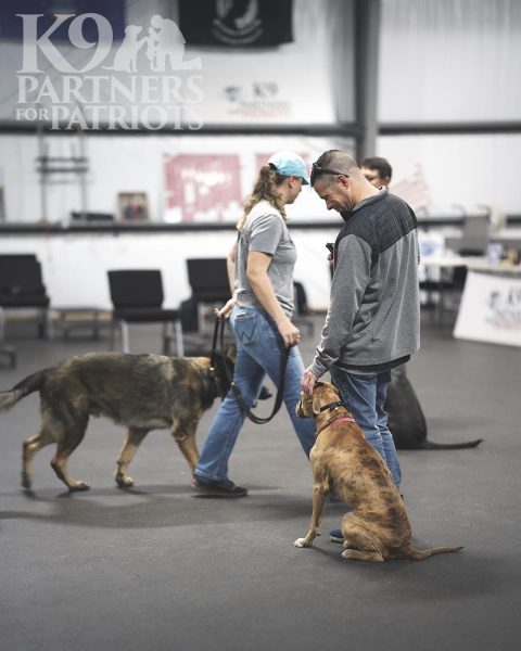 Service Dog Training for Veterans - K9 Partners for Patriots